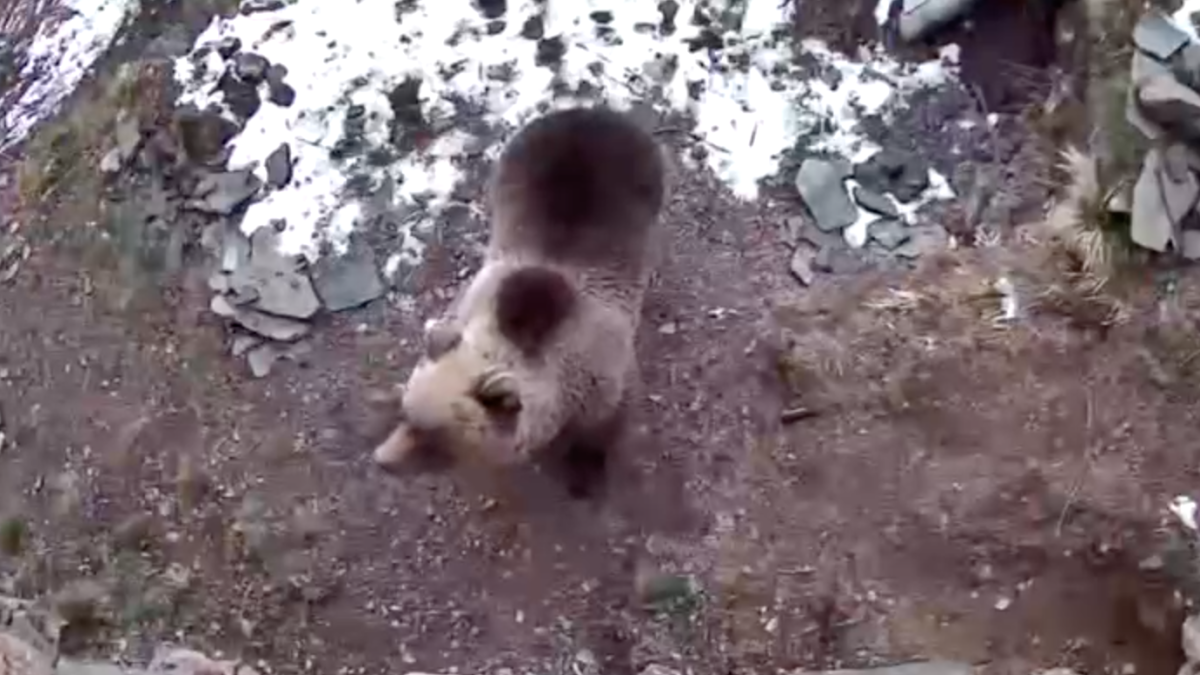 Bagolino, orso si risveglia dal letargo e si avvicina ad una baita in ...