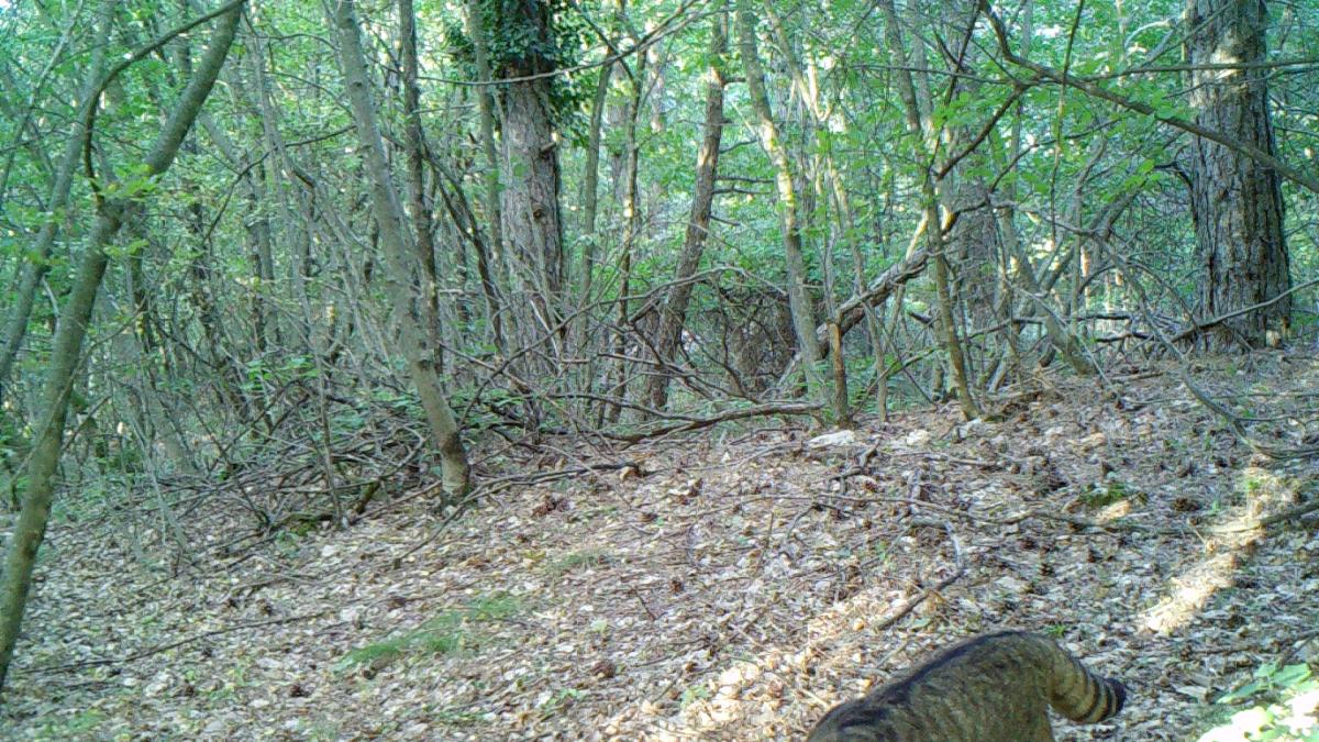 Salvaguardia della fauna forestale: al via il progetto nel Parco ...