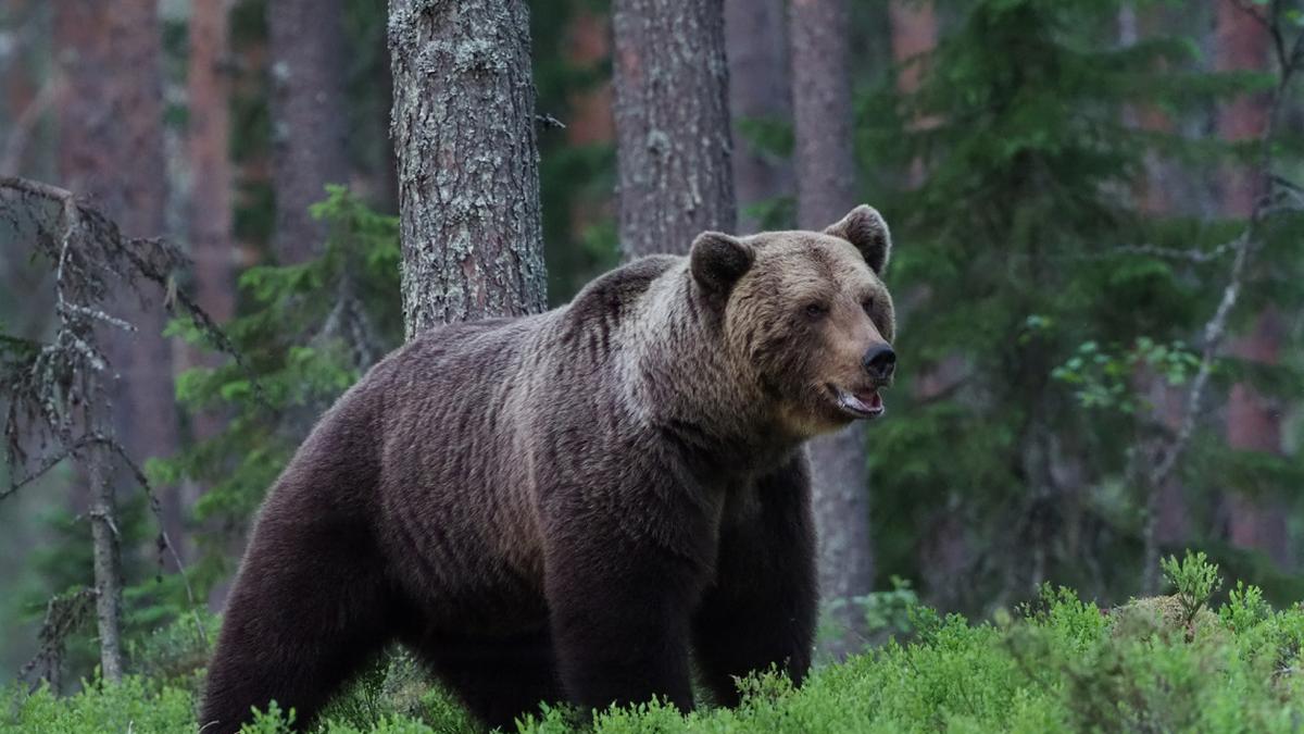 Alto Adige, l'orso M75 si risveglia dal letargo e distrugge il tetto di ...