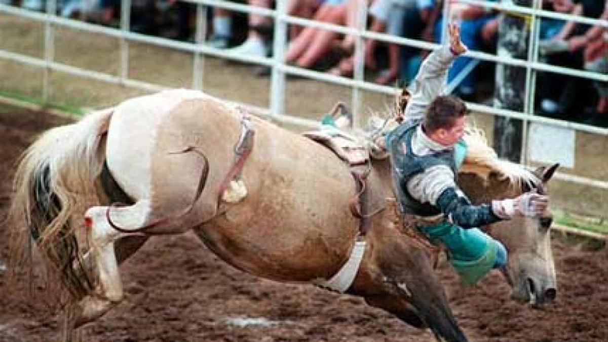 Fiera di Roma, polemica sul «rodeo all'americana» con monta di tori ...