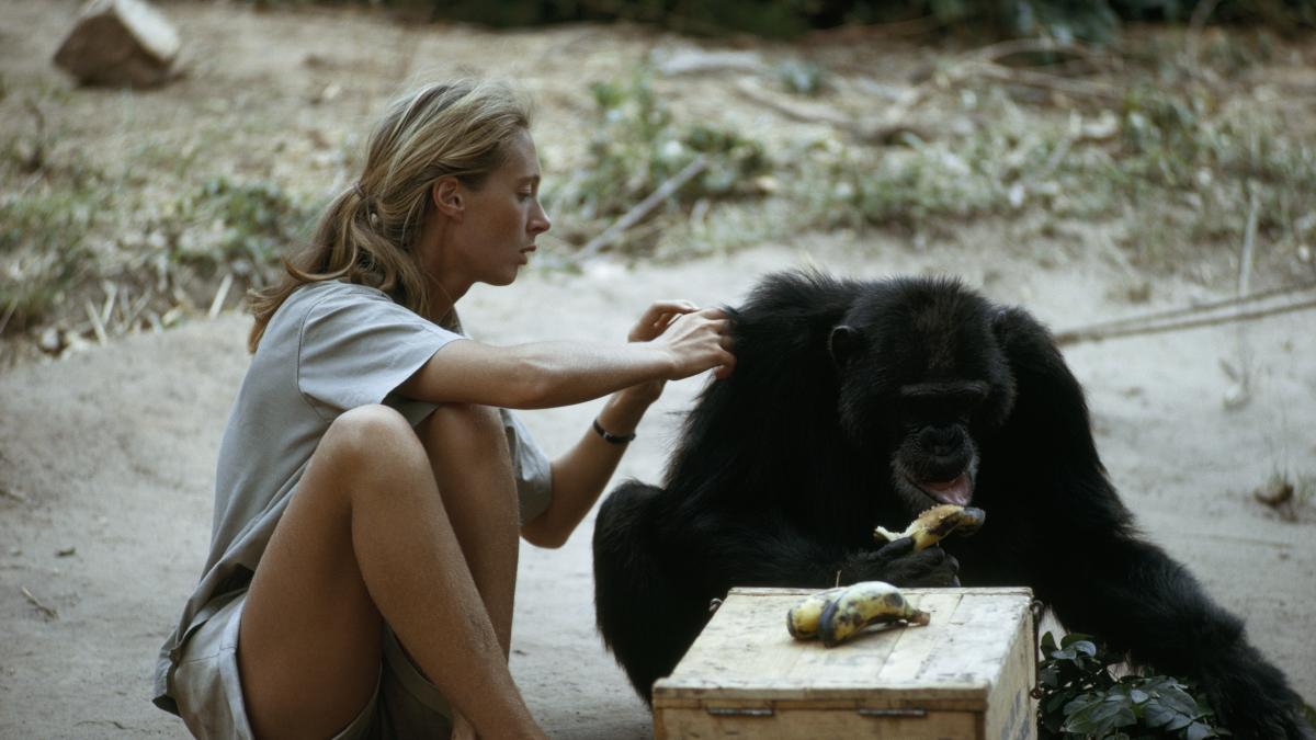 Morta Jane Goodall, la donna che scoprì la vita segreta degli scimpanzé ...