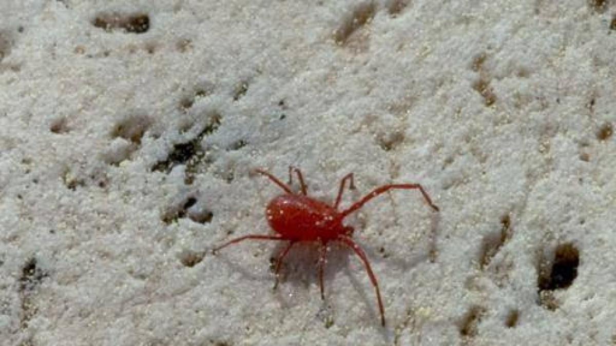 Arrivano i ragnetti rossi che annunciano l'estate: sono piccoli e ...