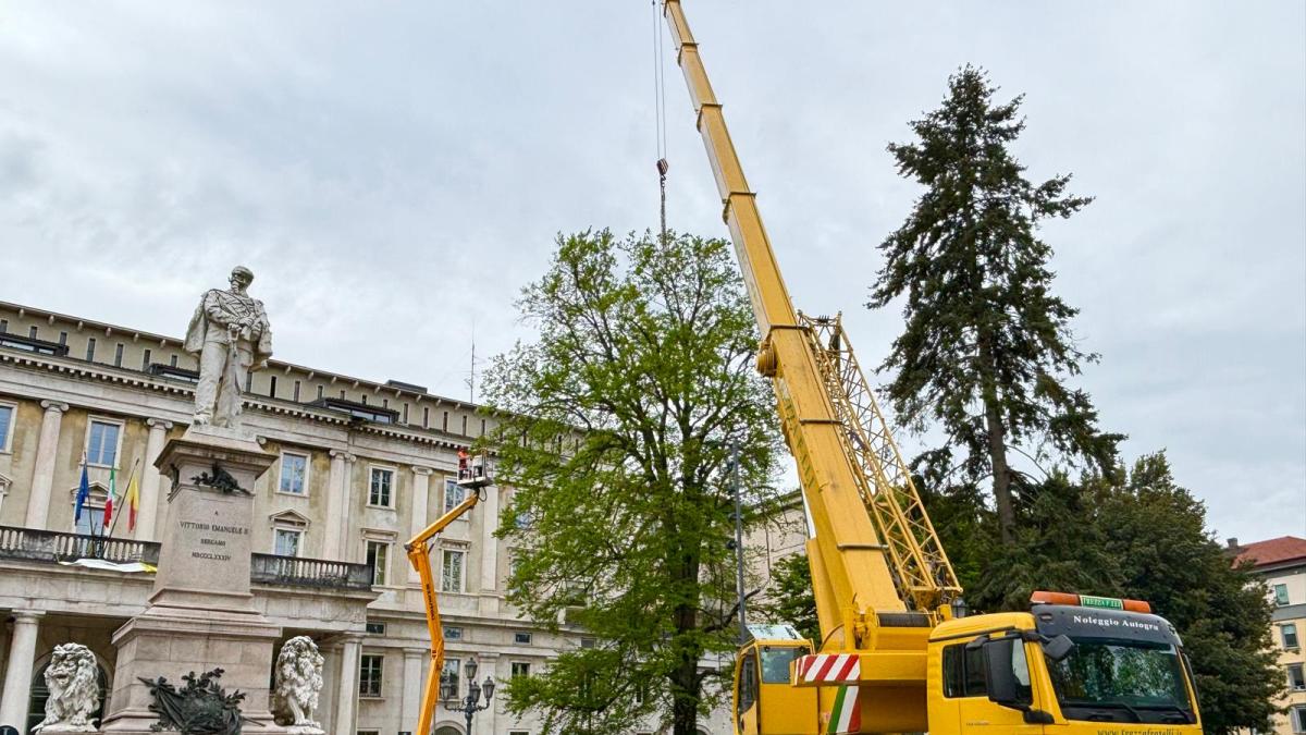 Bergamo, in piazza Matteotti abbattuto il grande faggio: era attaccato ...