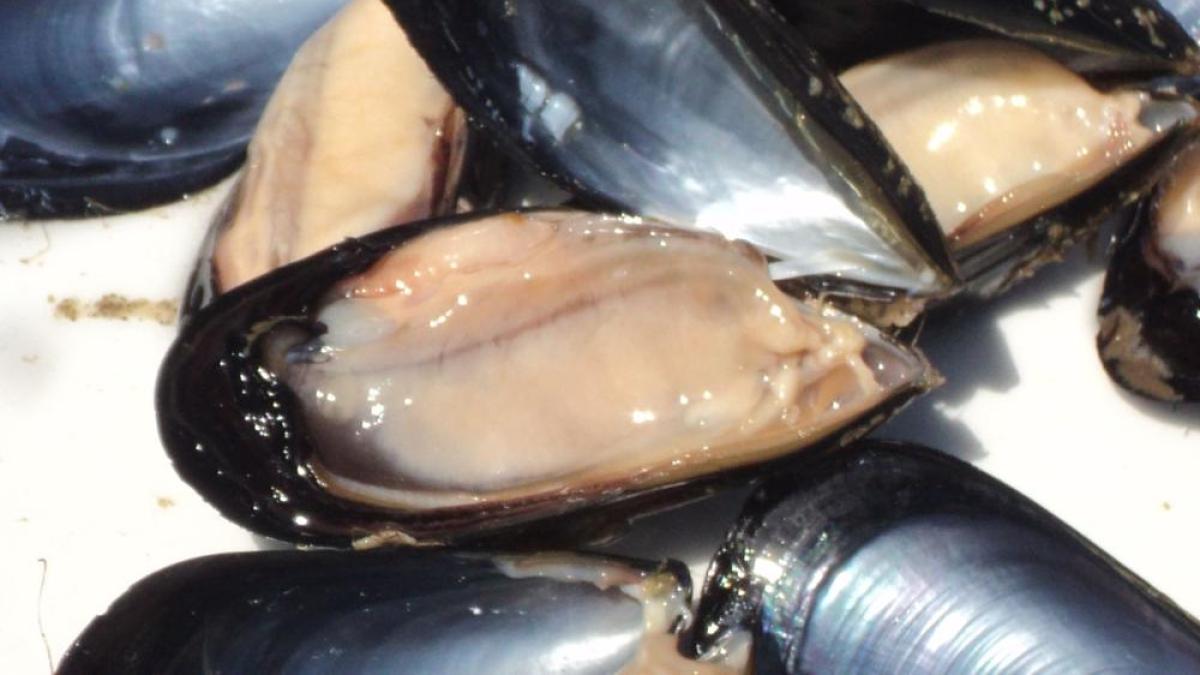 «Tutelate la cozza campana». Si avvia l'iter per il riconoscimento ...