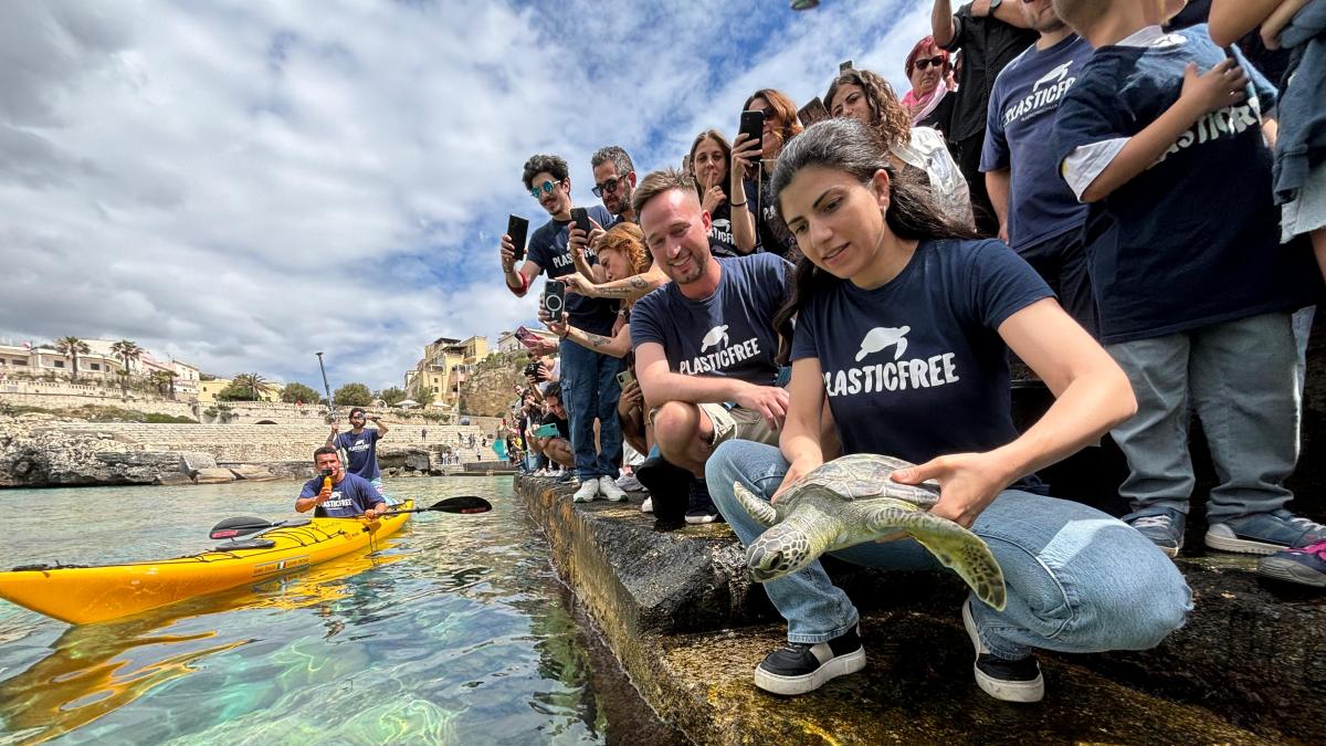 Castro, liberate quattro tartarughe Caretta Caretta dopo settimane di ...