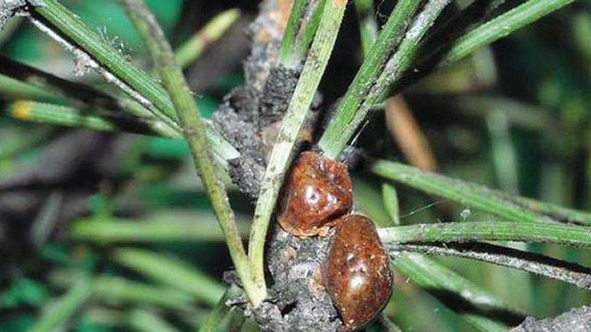 Marina di Pisa, la cocciniglia tartaruga attacca migliaia di pini ...