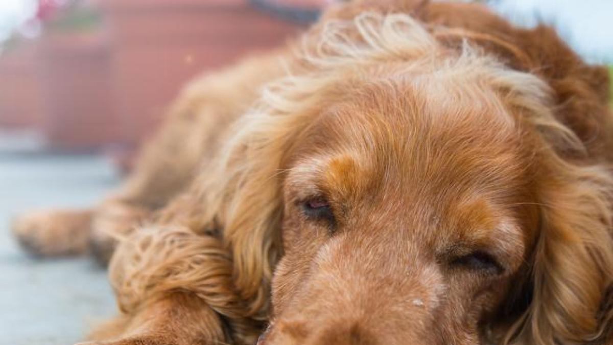 Monteverde, cane giù dal terrazzo. La padrona: «I ladri volevano ...