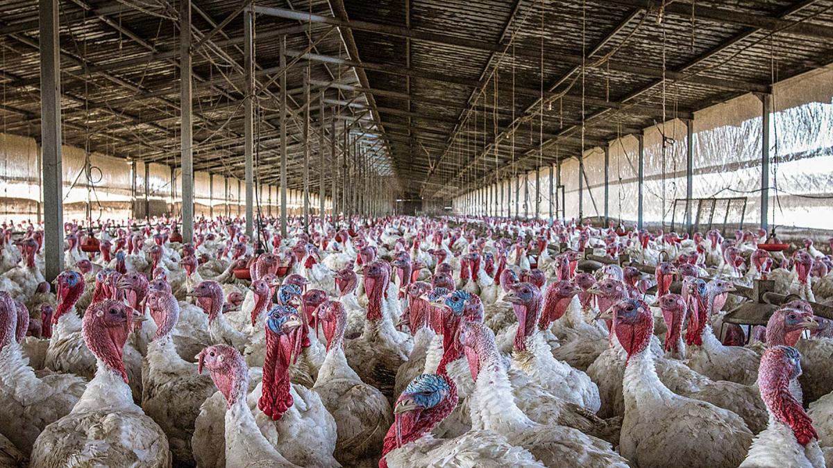 Caso di aviaria in un allevamento di Isorella: abbattuti 37 mila ...