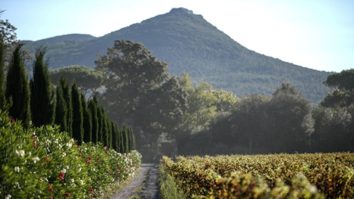 Vigneti in Toscana, prezzi alle stelle: fino a 1 milione di euro per un ...