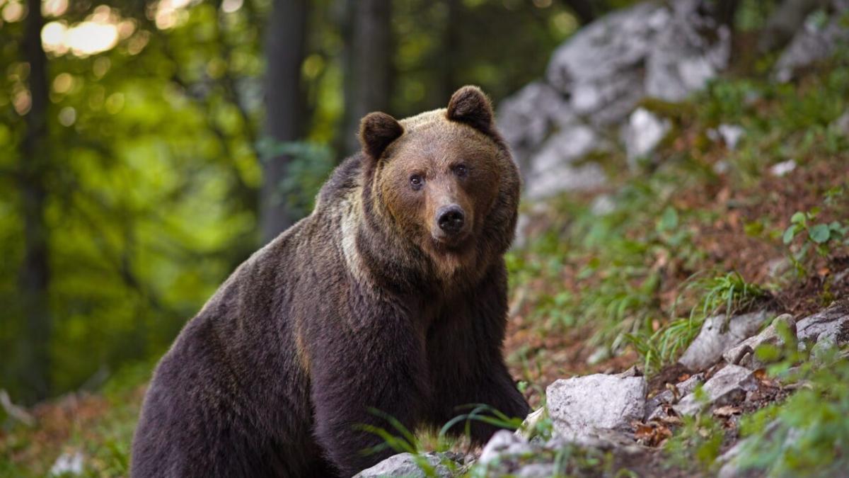 Padova, lo studio sull’orso in letargo per aiutare gli astronauti: «L ...