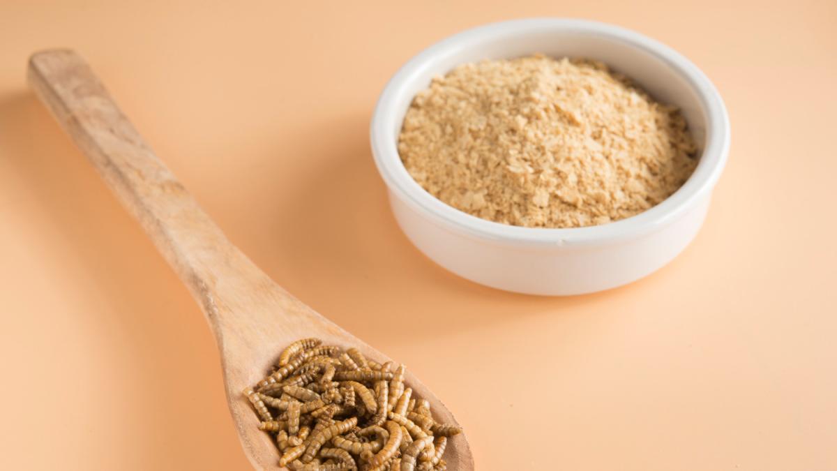 Farina di insetti, l'Ue autorizza l'uso della polvere di tarme della ...