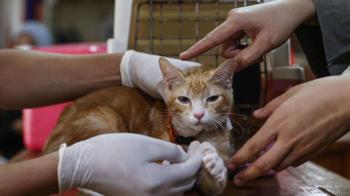 Aosta, radiologo opera la sua gatta Athena in ospedale: «Grazie a Tac e drenaggio le ho salvato ...