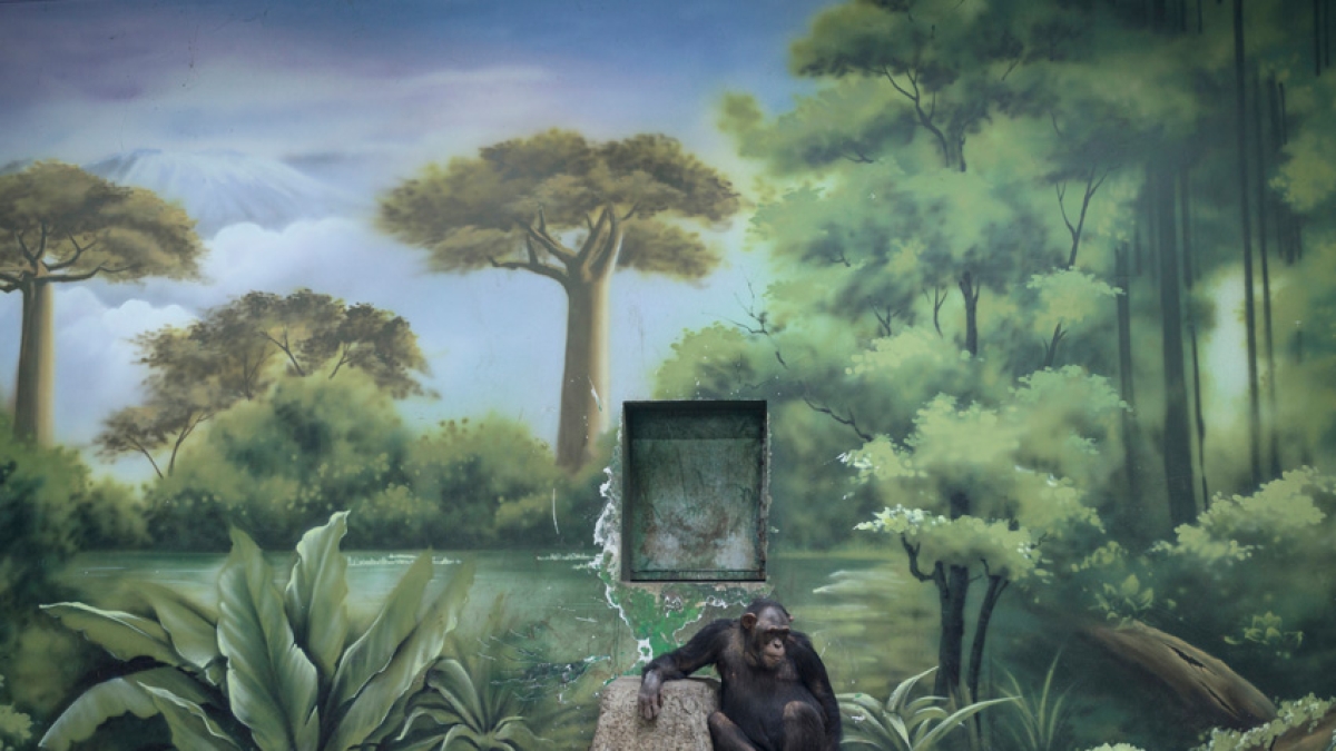 Sony World Photography Awards 2025: vince Zed Nelson con l'illusione ...