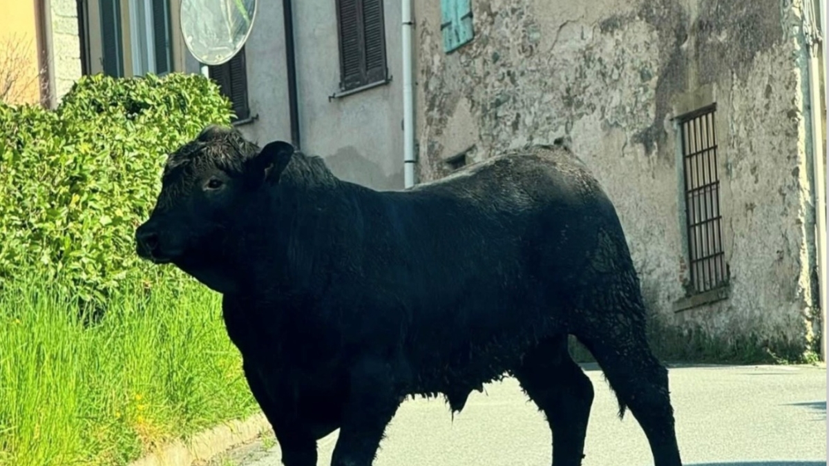 Lecco, toro scappa dal macello e scatena il panico a Oggiono: ferita una mamma all'uscita di ...