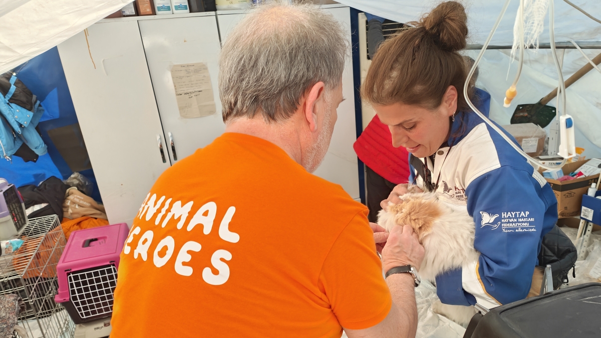 Cadore, Esther Kef è la fondatrice di Animal Heroes, i veterinari che ...