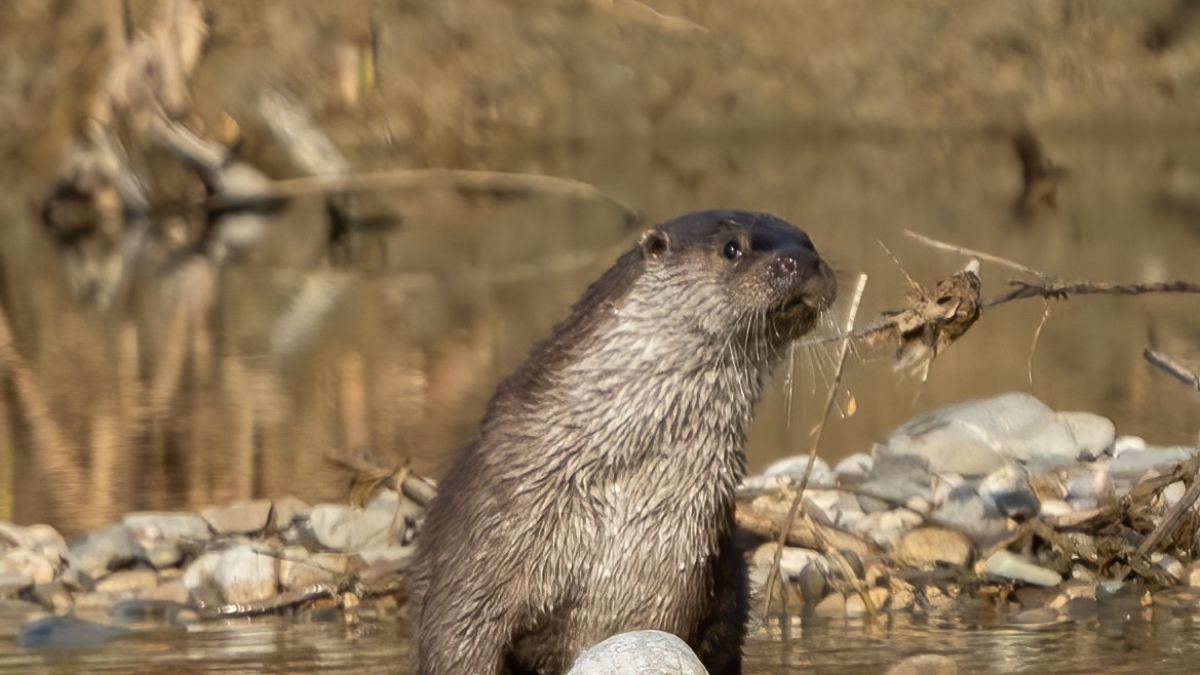 Otter population rebounds in Italy, but faces extinction risk | News ...