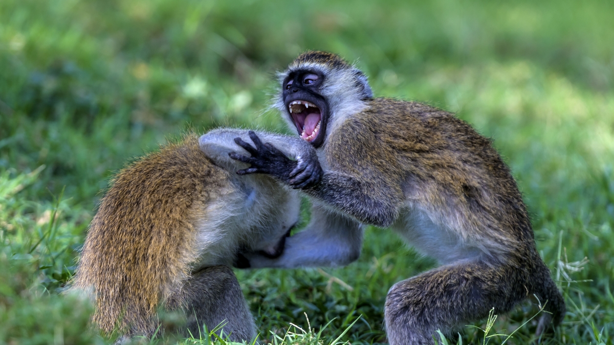 Sfatiamo un mito, il «maschio alfa» non esiste, anzi è raro anche in ...