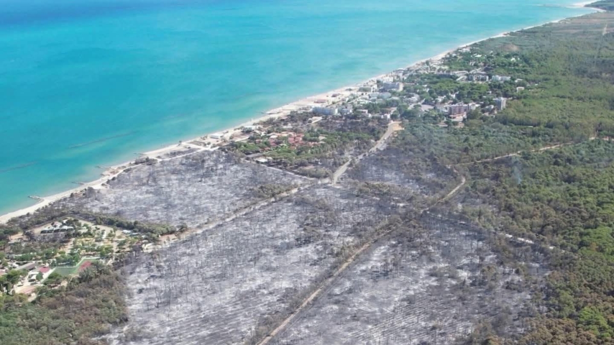 Metaponto, le immagini choc della pineta dopo l'incendio: 104 ettari ...