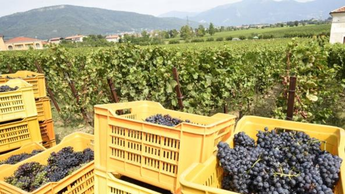 Via alla vendemmia del Primitivo in Puglia, Coldiretti: «La qualità è ...