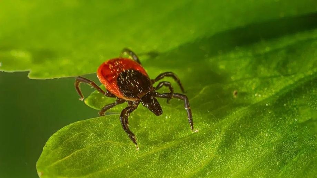Rischia la vita dopo il morso di tre zecche: «Vaccinatevi. Il Cai deve ...