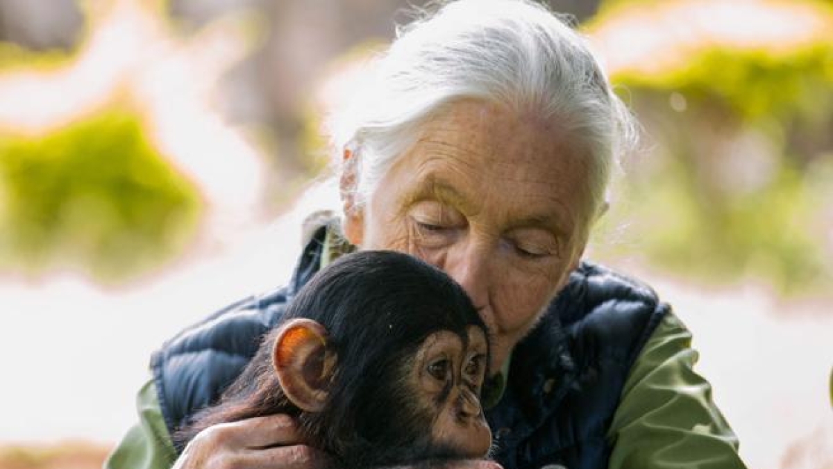 La lezione di Jane Goodall | Corriere.it