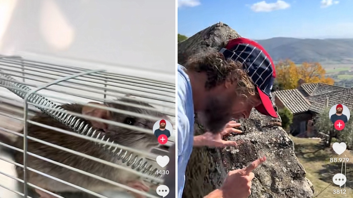 Jovanotti e il topolino sosia di Remy che gli ha mangiato i cavi dello studio: «Ti libero e ti ...