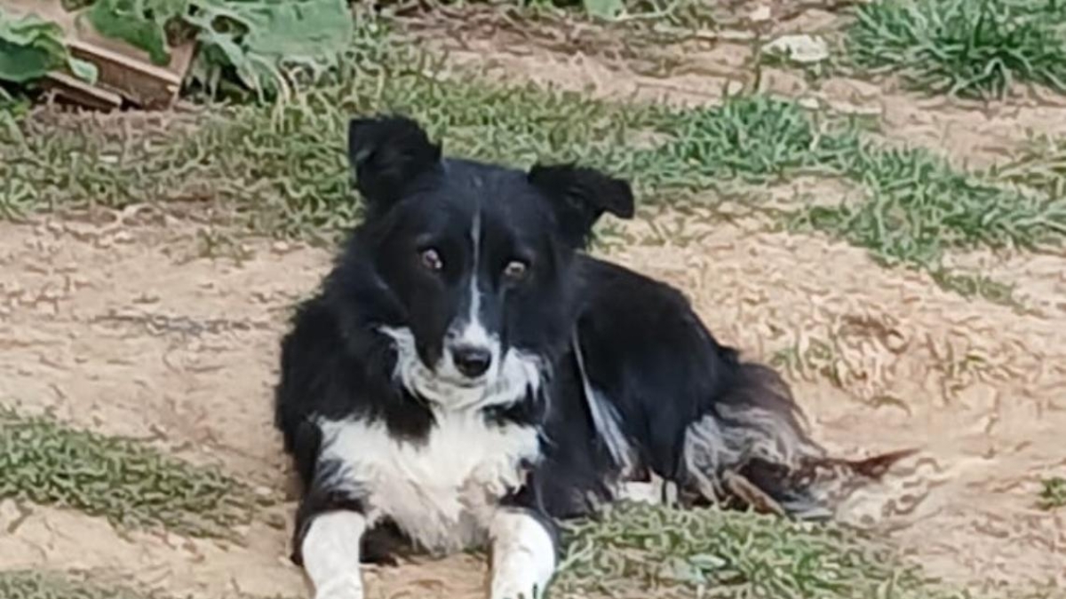 Mondovì, Maia uccisa e impiccata a un palo davanti a casa dei ...