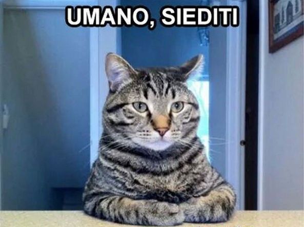 Giornata del gatto, i meme più divertenti per festeggiare i nostri ...