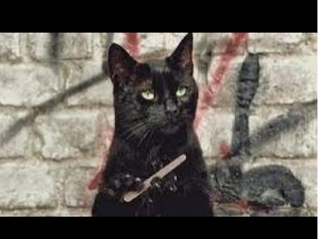 Giornata del gatto, i meme più divertenti per festeggiare i nostri ...