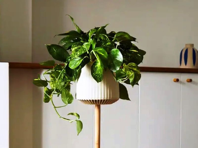 La pianta bioingegnerizzata che purifica l'aria dall'inquinamento nelle ...