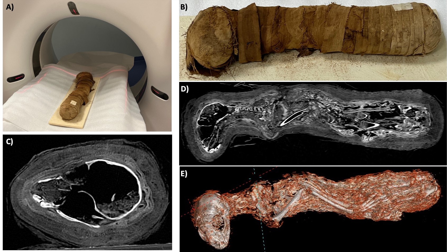 Firenze, una tac per la mummia di gatto dell'Antico Egitto | Corriere.it