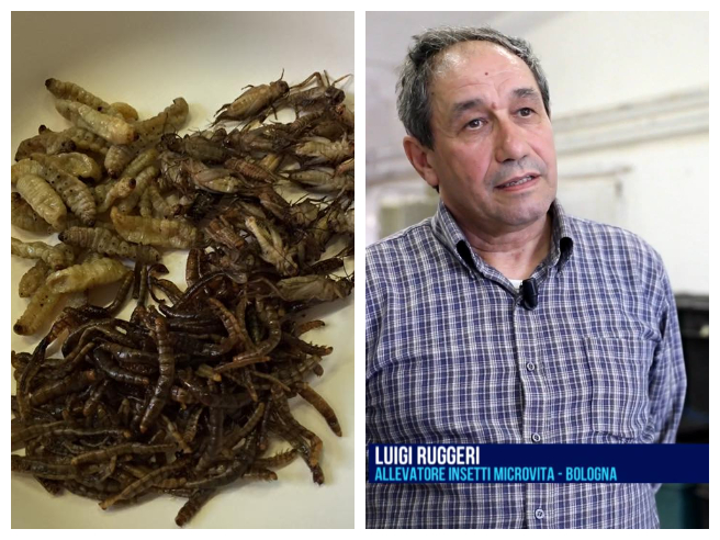 Farina di grilli e insetti in cucina, l'allevatore Luigi Ruggeri: «Due ...