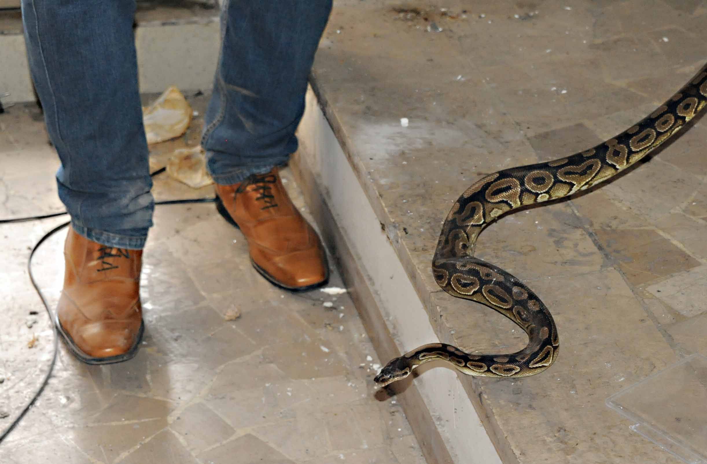 Allarme serpenti nelle strade di Roma, 60 chiamate in una settimana ...