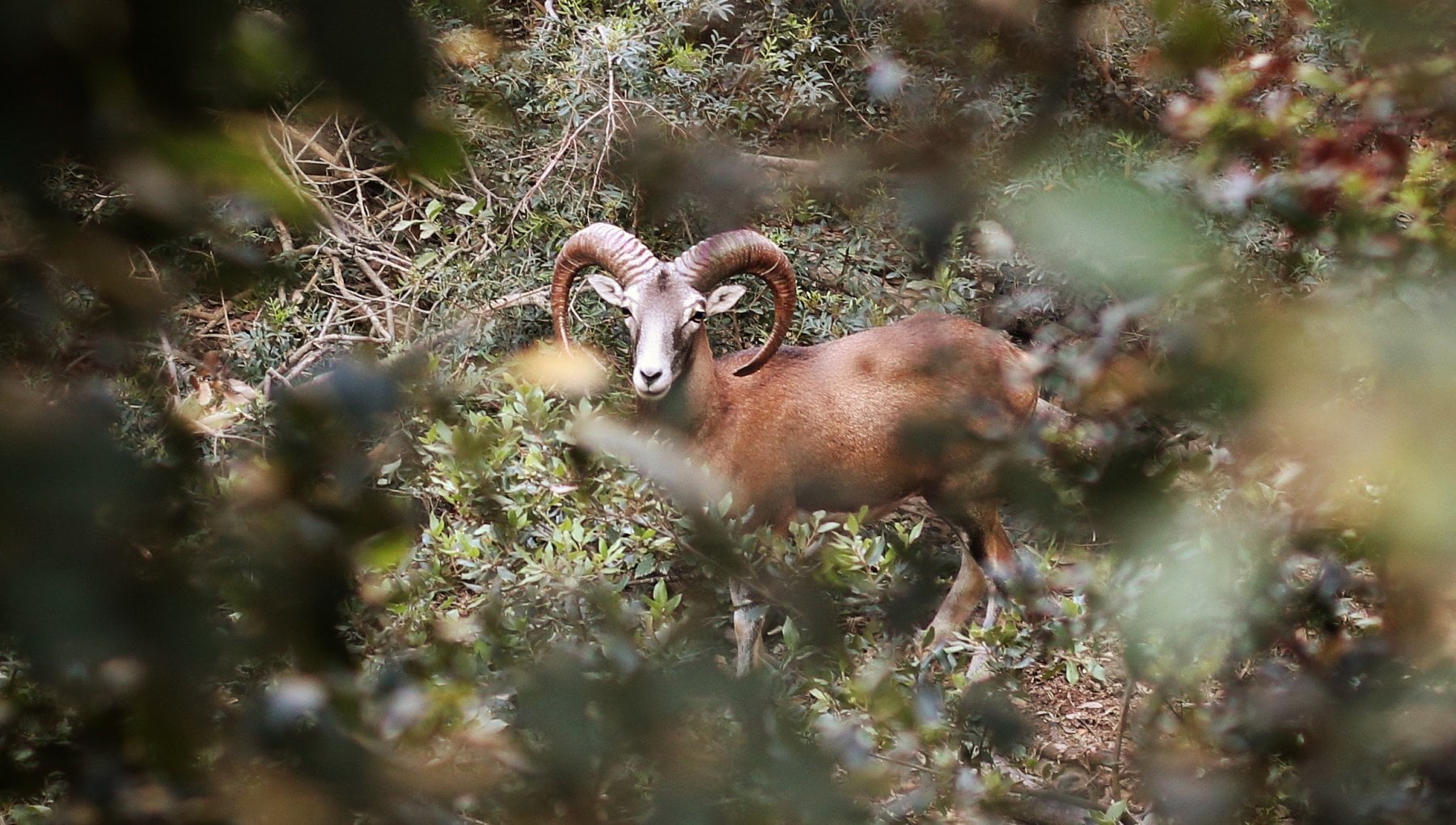 Isola del Giglio, appello degli animalisti: «Ultimi mufloni cacciati ...