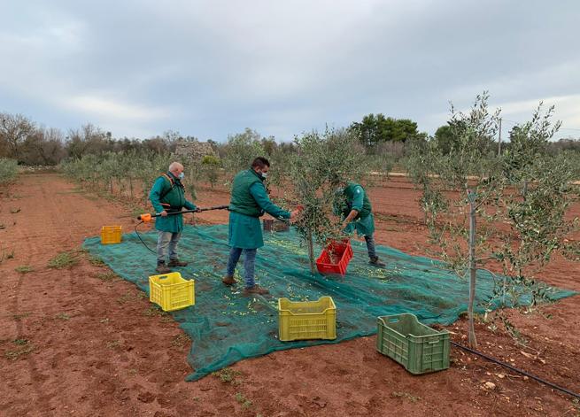 Xylella, il batterio killer degli ulivi ha coperto tutta la Puglia: in ...