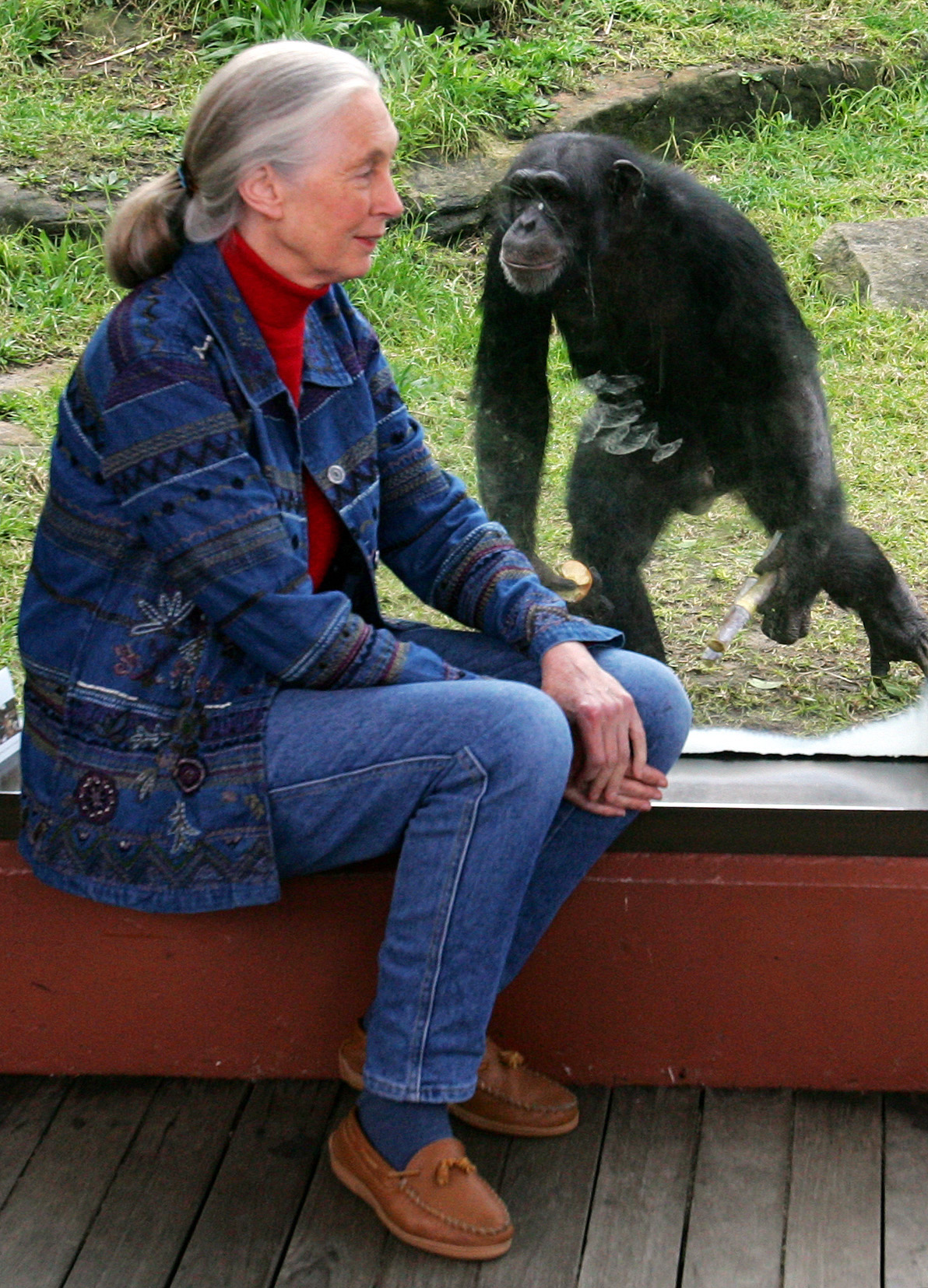 Morta Jane Goodall, la donna che scoprì la vita segreta degli scimpanzé ...