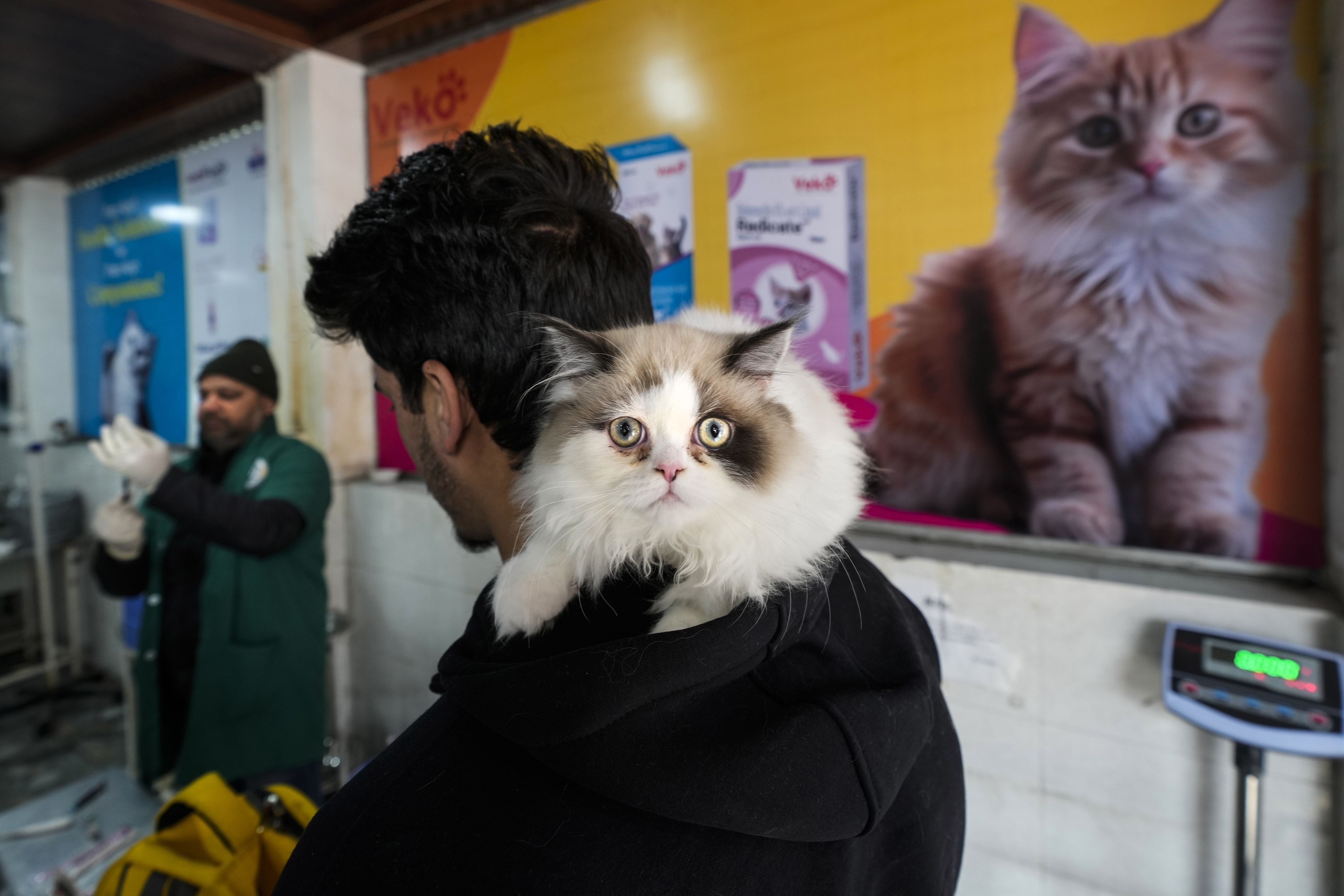 «I gatti portano malattie». Post equivocati fanno scattare il panico ...