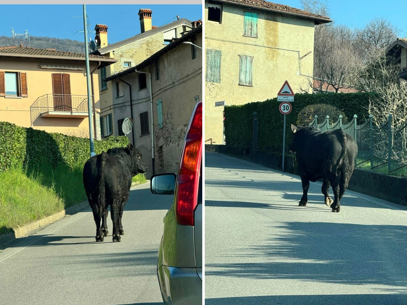 Lecco, toro scappa dal macello e scatena il panico a Oggiono: ferita una mamma all'uscita di ...