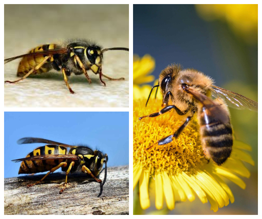Calabroni, vespe ed api: come distinguerli e comportarsi dopo una ...
