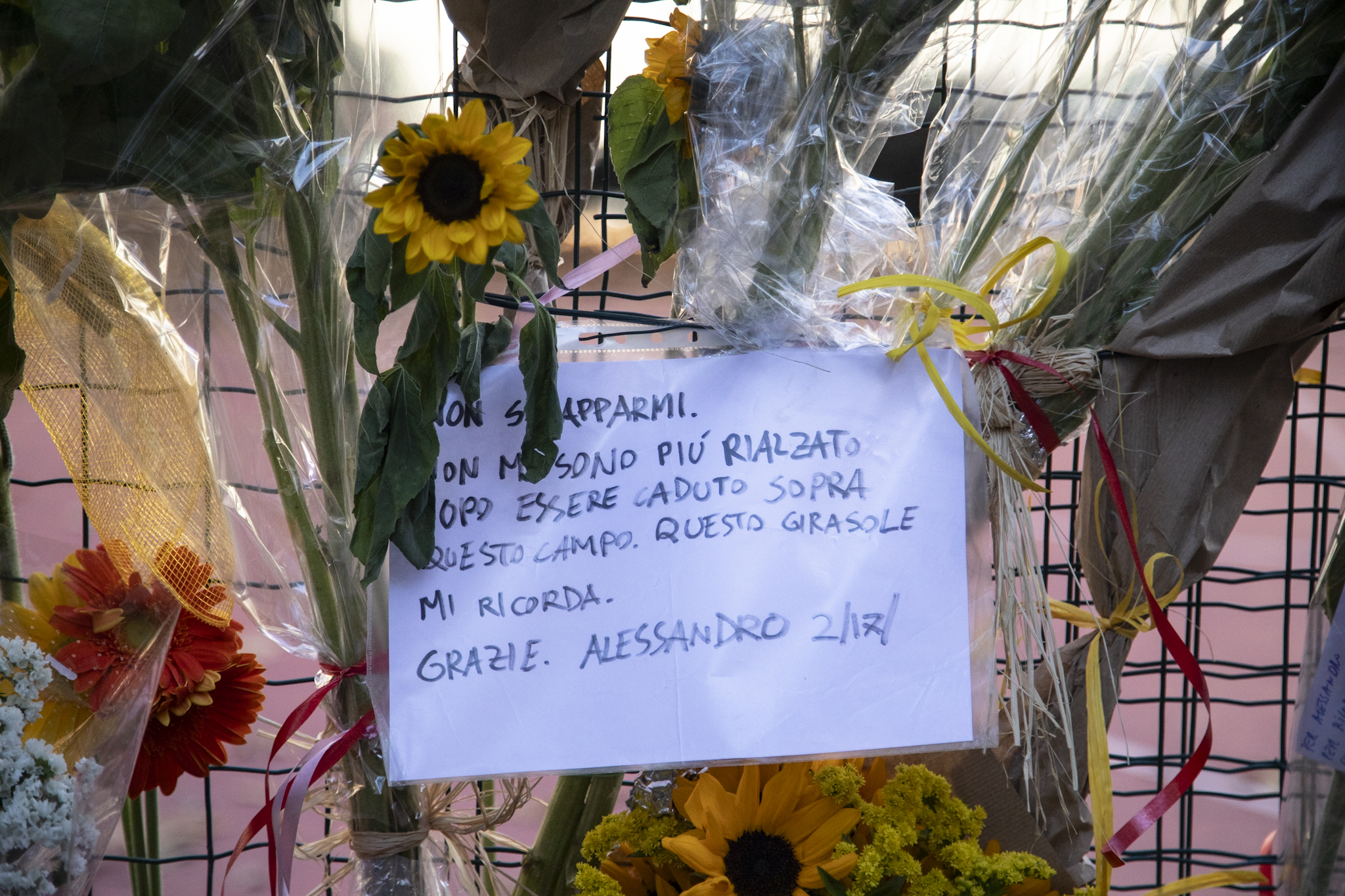 Milano, un tappeto di girasoli al campetto di via Dezza, in ricordo di ...