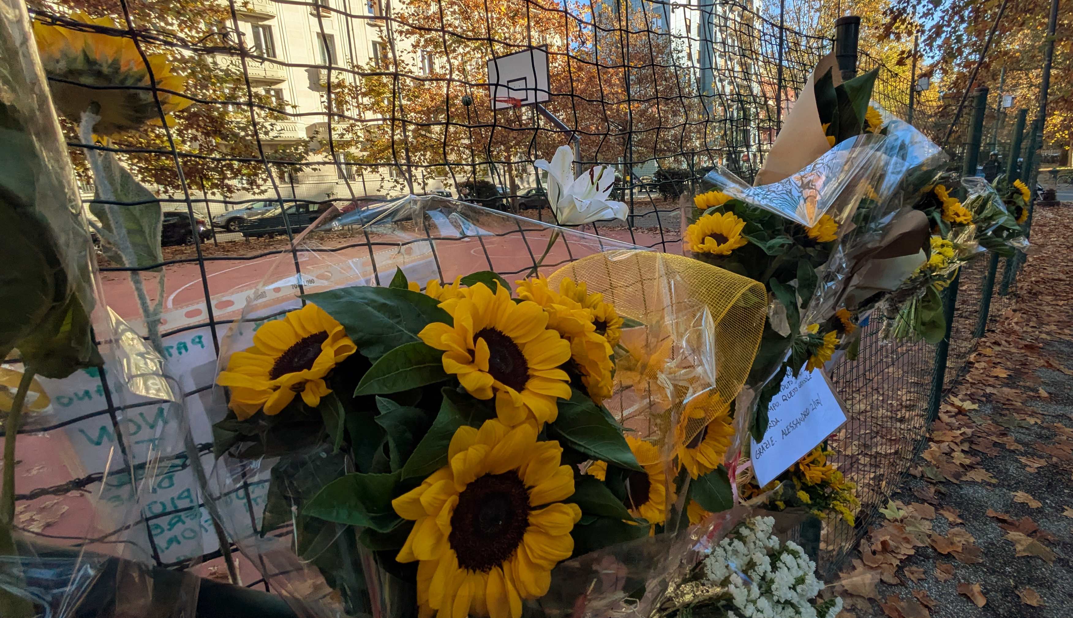 Milano, un tappeto di girasoli al campetto di via Dezza, in ricordo di ...
